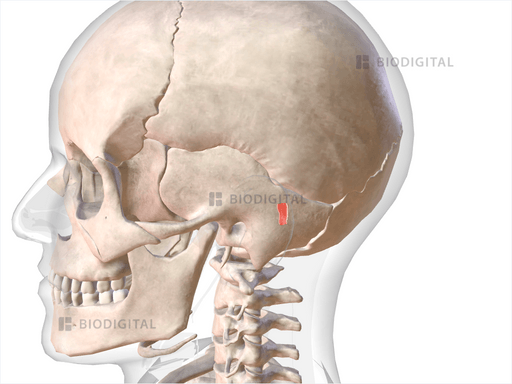 Transverse muscle of auricle | BioDigital Anatomy