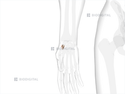 Right trapezium | BioDigital Anatomy