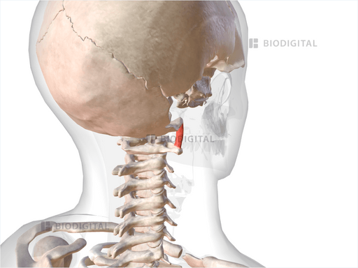 Right rectus capitis lateralis | BioDigital Anatomy
