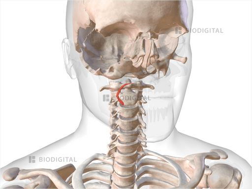 Right palatoglossus | BioDigital Anatomy