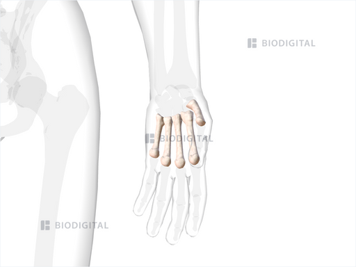 Metacarpals of left hand and wrist | BioDigital Anatomy