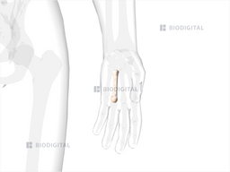 Left fourth metacarpal | BioDigital Anatomy