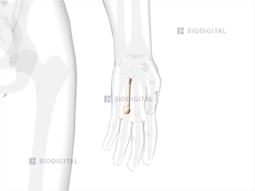 Left fourth metacarpal | BioDigital Anatomy