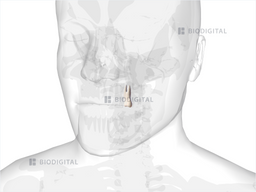 Left maxillary second premolar | BioDigital Anatomy