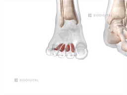 Lumbrical muscles of right foot | BioDigital Anatomy