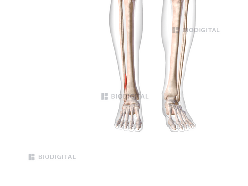 Right fibularis tertius | BioDigital Anatomy