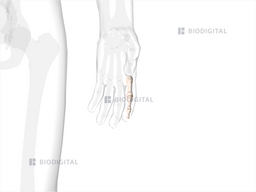 Phalanges of left index finger | BioDigital Anatomy
