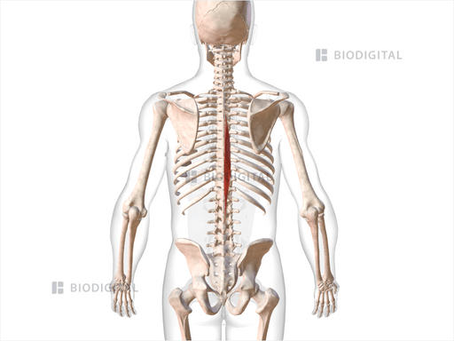 Right spinalis thoracis | BioDigital Anatomy
