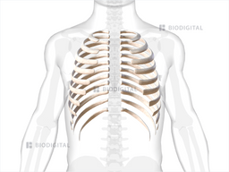 Ribs | BioDigital Anatomy