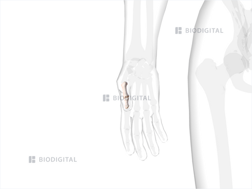 Phalanges of right thumb | BioDigital Anatomy