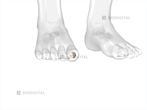 Distal phalanx of right big toe | BioDigital Anatomy