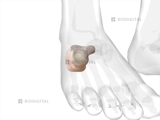 Right calcaneus | BioDigital Anatomy