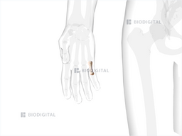 Proximal phalanx of right little finger | BioDigital Anatomy