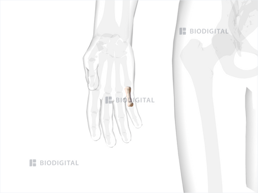 Proximal phalanx of right little finger | BioDigital Anatomy