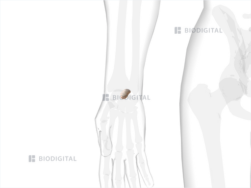 Right lunate | BioDigital Anatomy