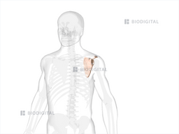 Left scapula | BioDigital Anatomy