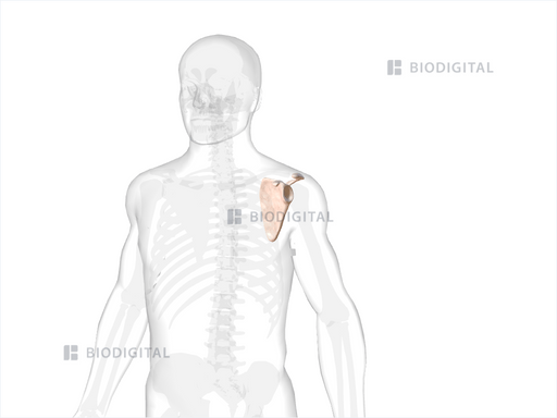Left scapula | BioDigital Anatomy