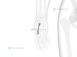 Right second metacarpal | BioDigital Anatomy