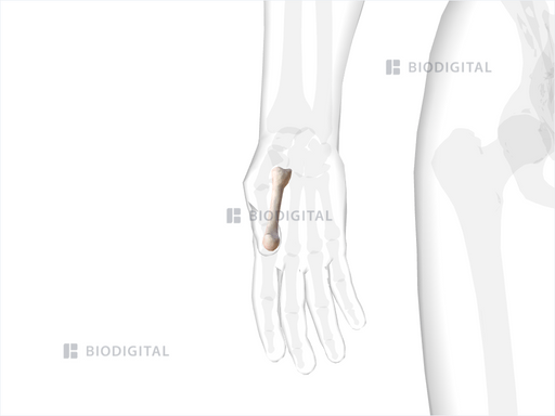 Right second metacarpal | BioDigital Anatomy