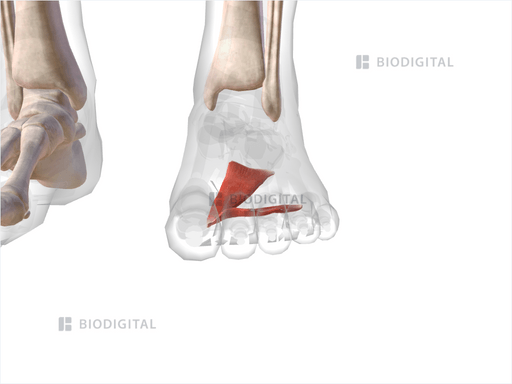 Left adductor hallucis | BioDigital Anatomy