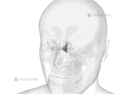 Nasal bone | BioDigital Anatomy
