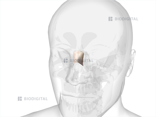Nasal bone | BioDigital Anatomy