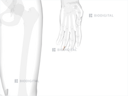 Distal phalanx of left ring finger | BioDigital Anatomy