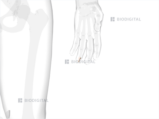 Distal phalanx of left ring finger | BioDigital Anatomy