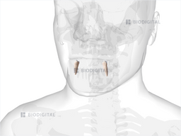 Mandibular second premolar | BioDigital Anatomy