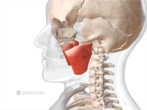 Masseter | BioDigital Anatomy
