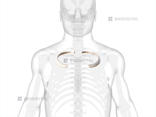 Second rib | BioDigital Anatomy