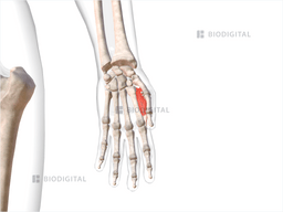 First dorsal interosseous muscle of left hand | BioDigital Anatomy