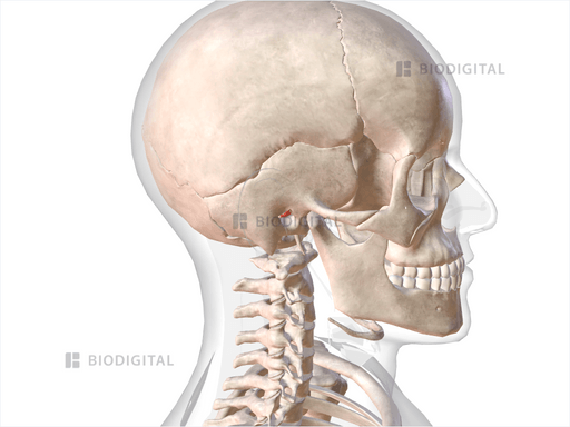 Right helicis minor | BioDigital Anatomy