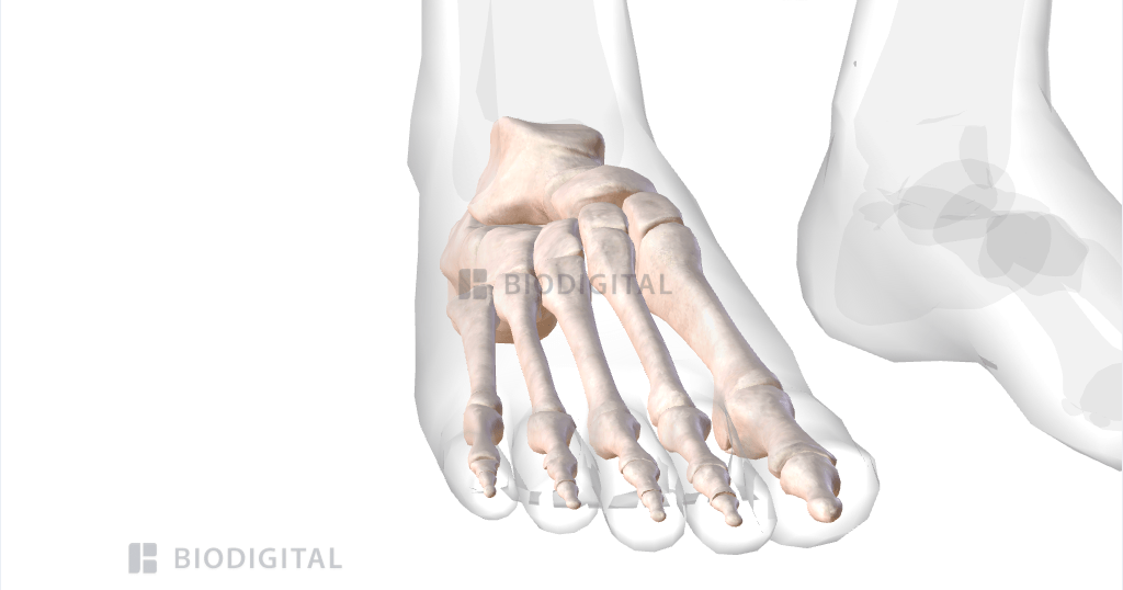 Tarsal Bones Unlabeled Bones Right Foot Dorsal Posterior View