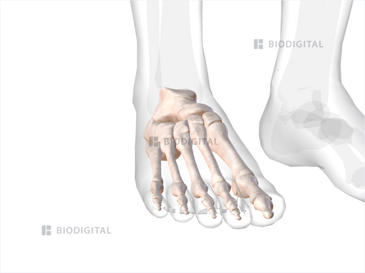 Bones of right ankle and foot | BioDigital Anatomy