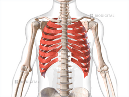 Intercostals | BioDigital Anatomy