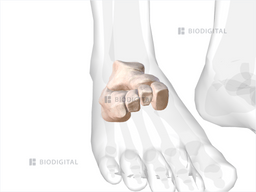 Tarsal bones of right ankle and foot | BioDigital Anatomy