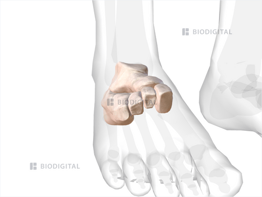 Tarsal bones of right ankle and foot | BioDigital Anatomy