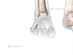 Fourth dorsal interosseus muscle of right foot | BioDigital Anatomy