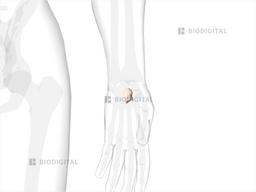 Left capitate | BioDigital Anatomy