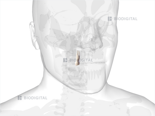 Right maxillary first premolar | BioDigital Anatomy