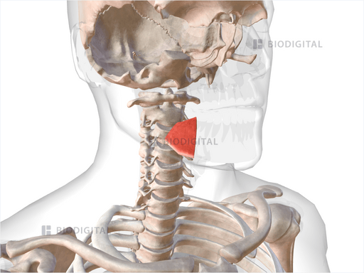 Right hyoglossus | BioDigital Anatomy