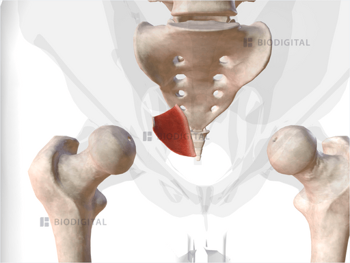 Right coccygeus | BioDigital Anatomy