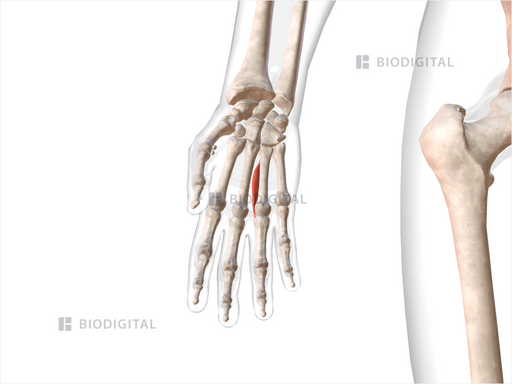 Second palmar interosseous muscle of right hand | BioDigital Anatomy