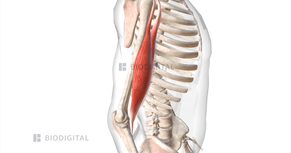 Biceps Anatomie Biceps Brachii Anatomy | Expert Physio Overview