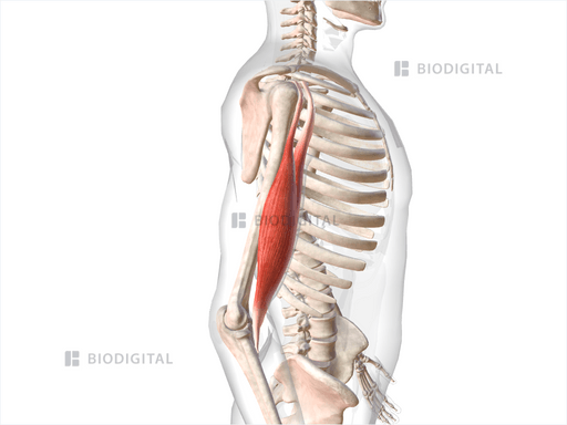 Right biceps brachii | BioDigital Anatomy