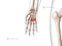 Lumbrical muscles of right hand | BioDigital Anatomy