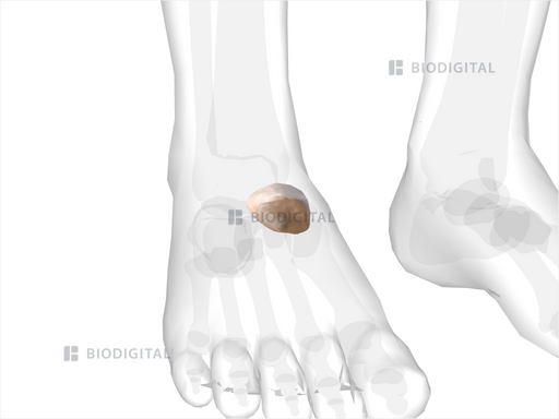 Right navicular | BioDigital Anatomy