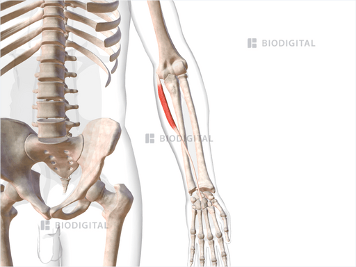 Left palmaris longus | BioDigital Anatomy