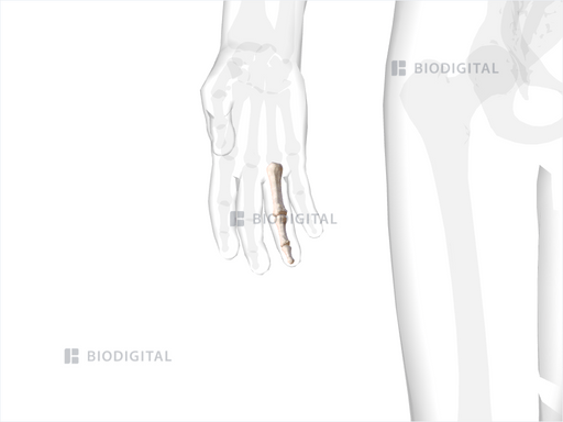 Phalanges of right ring finger | BioDigital Anatomy